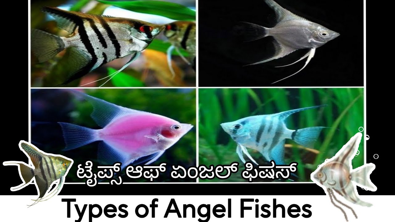 Types of Angel fishes | angel fish varities | FINS & WINGS | ಕನ್ನಡ ...