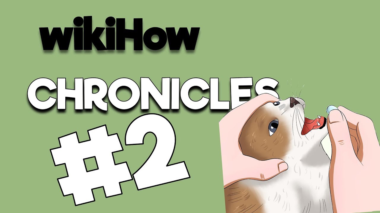 WikiHow Chronicles - I'm Sorry Cat! (Weird Articles Ep. 2) - YouTube