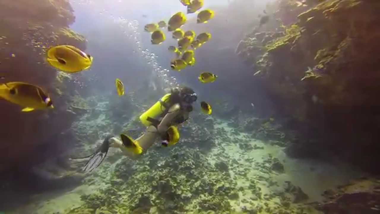 April diving Puako, HI - YouTube