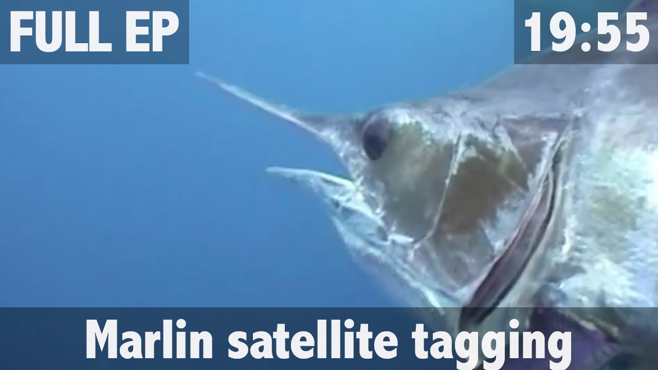 ULTIMATE FISHING MARLIN SATELLITE TAGGING ADVENTURE - YouTube