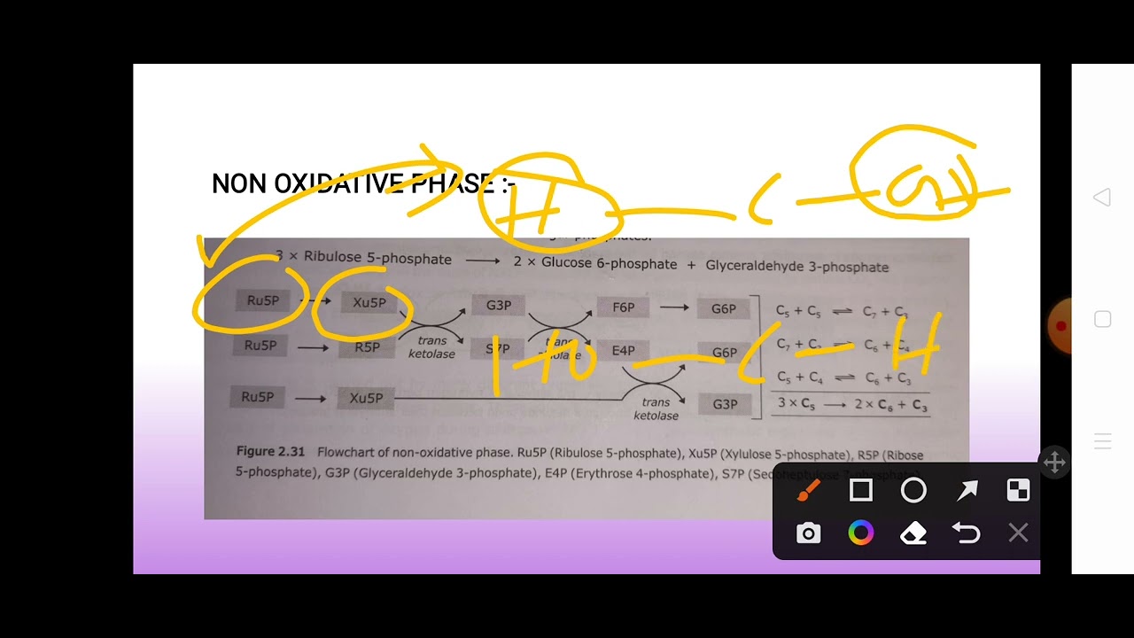 Non Oxidative Phase of Pentose Phosphate Pathway #csirnet #gatexl2023 ...