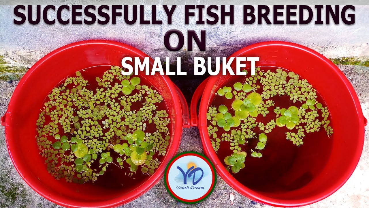 successfully fish breeding on small bucket.. - YouTube