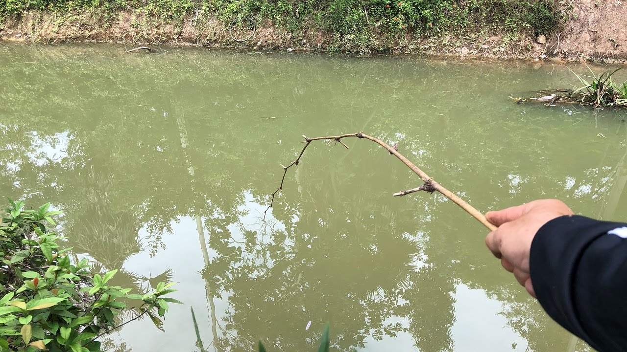 Fish hunt- River fish hunt-how to catch river fish ? Very easy to catch ...