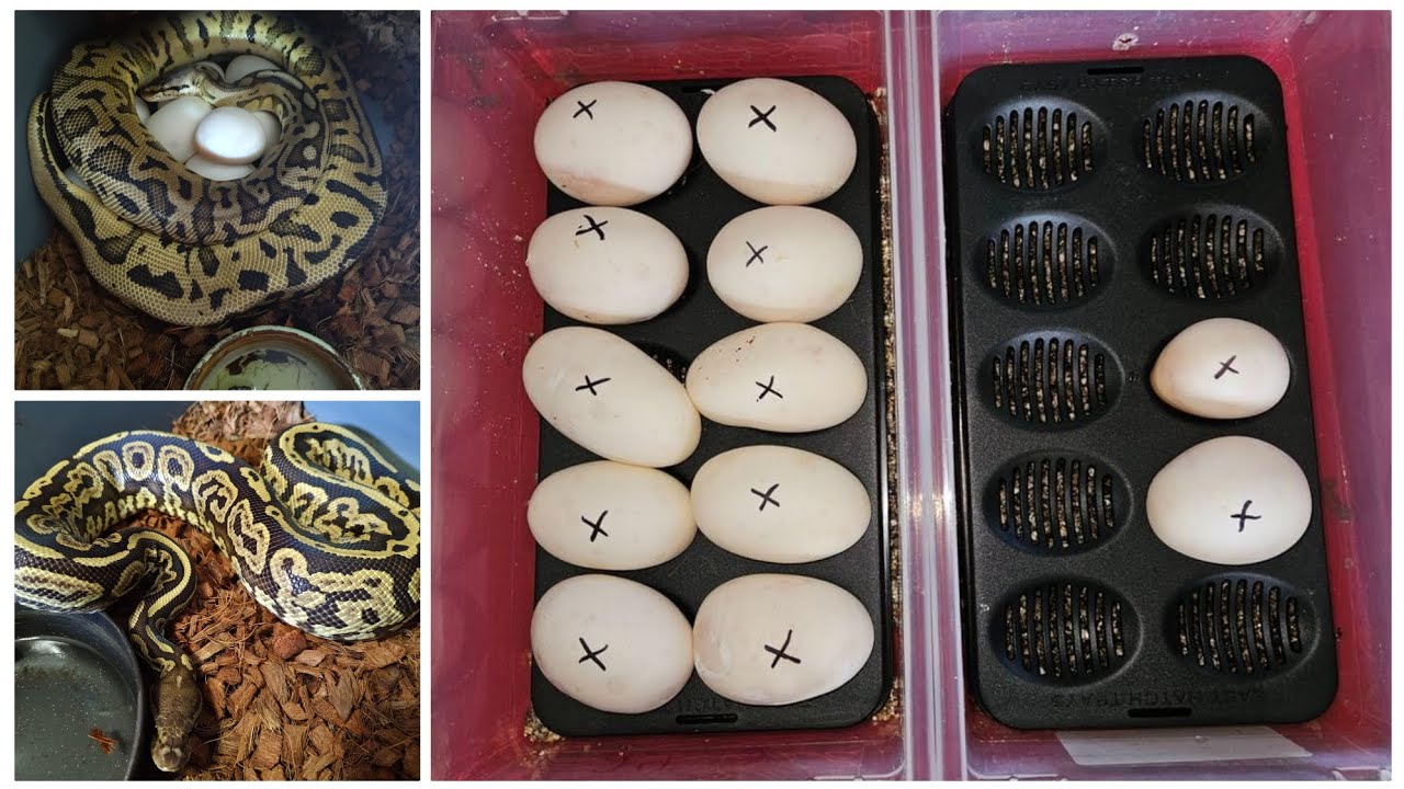 My best clutch to date!! Ball python egg cutting. CLOWNS!!!!! - YouTube