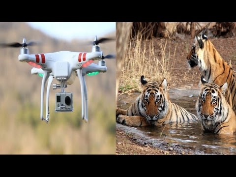 Drone to monitor movement of tigers and encroachers in Sundarbans - YouTube