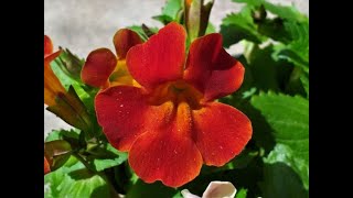 How to grow from CUTTINGS & care for MIMULUS GUTTATUS ( Monkeyflowers ) Mimulus HYBRID plant