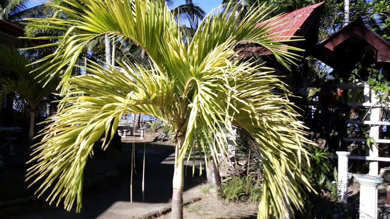 Ragara Beach Resort - YouTube