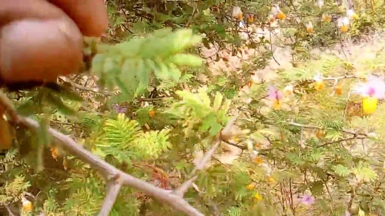 போகசக்தி தரும் விடத்தேர்|விடத்தலை மரம்|vidathazhai herbal plant - YouTube