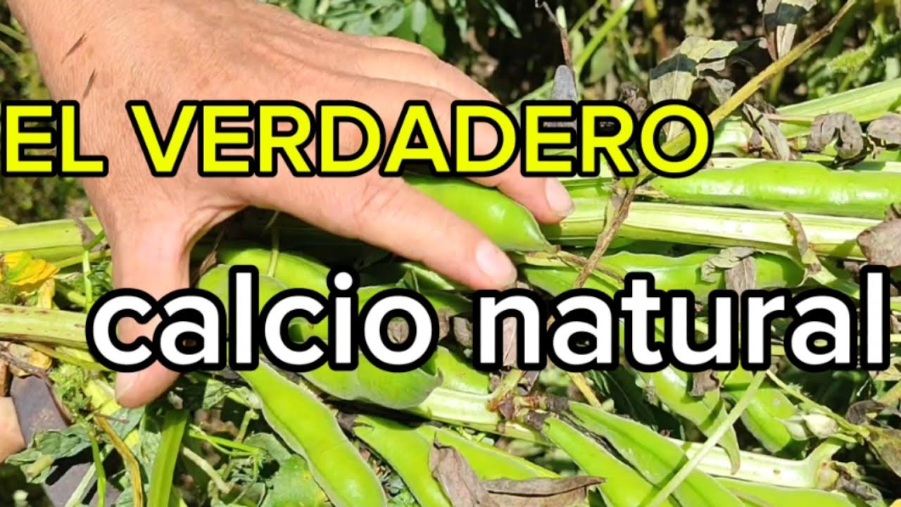 COSECHANDO EL FRUTO CON MÁS CALCIO QUE EXISTE.. - YouTube