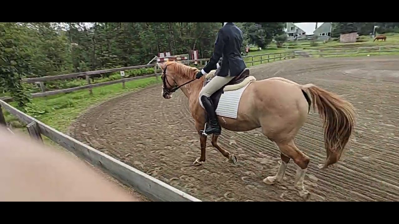 Greystone Virtual Dressage September 2023 USDF Intro B Junior Young ...