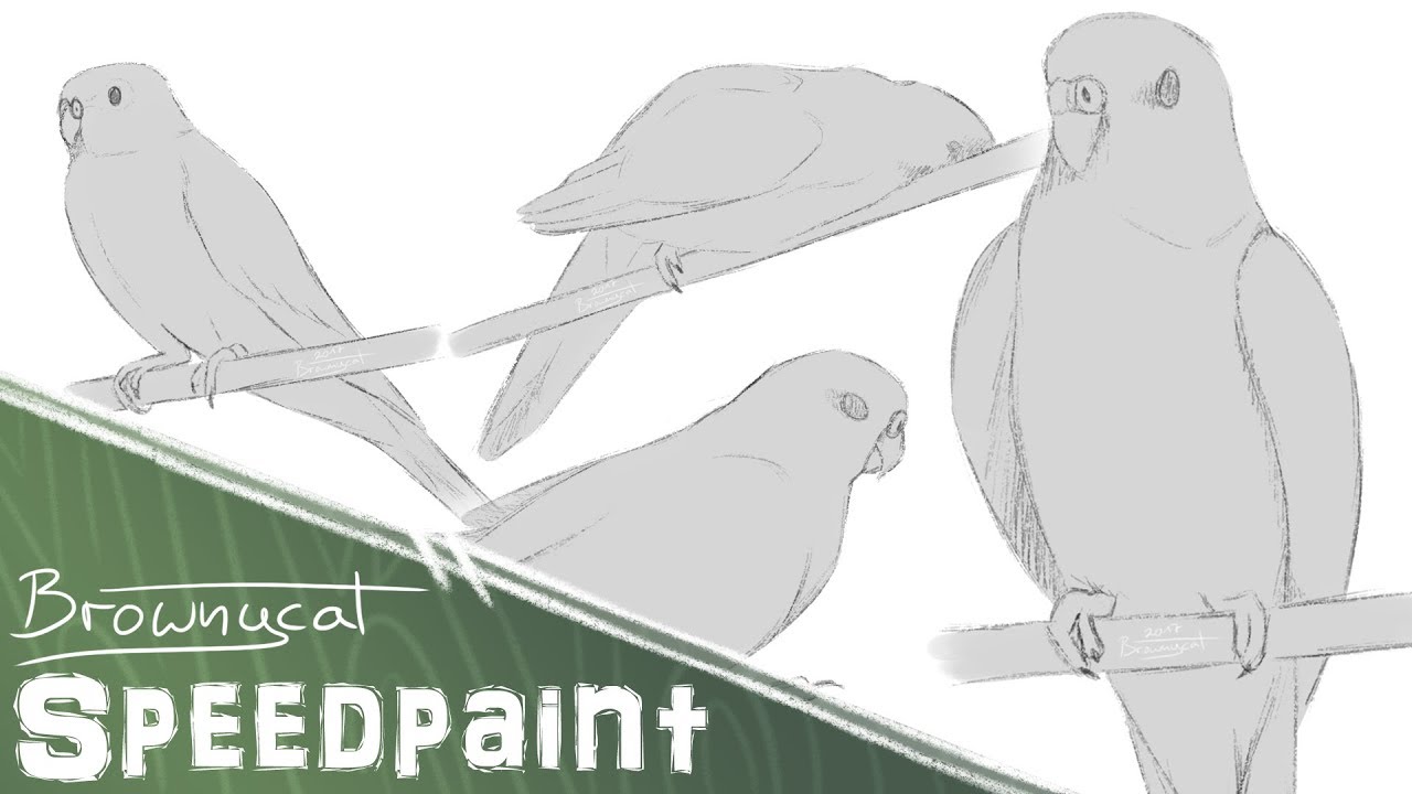 Bird Studies - Speedpaint - YouTube
