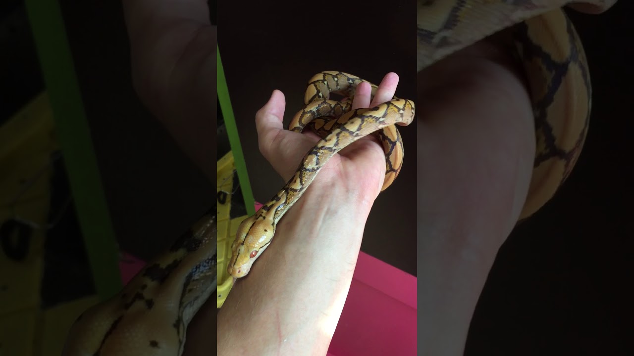 Orange glow retic - YouTube