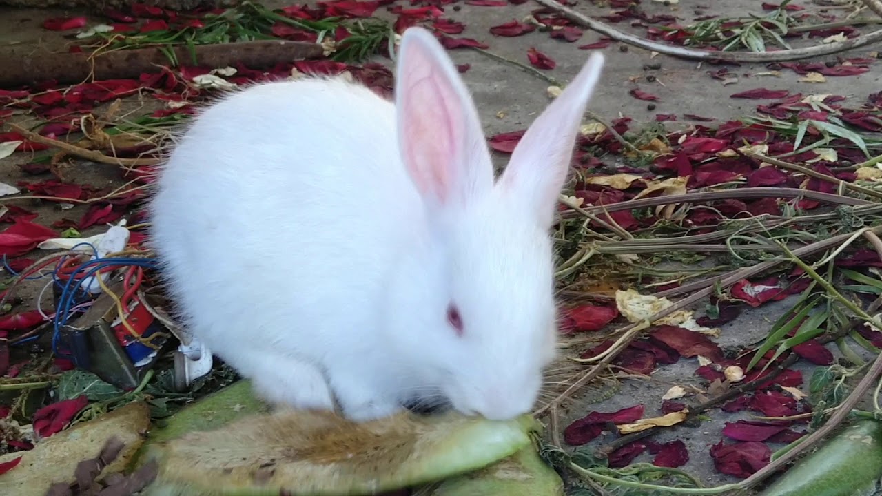 Rabbit ASMR | cute Bunny rabbit | Cucumber Eating | - YouTube