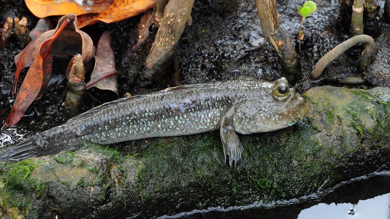 Mudskippers: The Fish That Walk on Land | Amazing Facts | Relaxing ...
