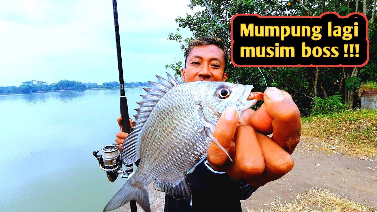 Mancing bekukon sungai serayu adipala - YouTube
