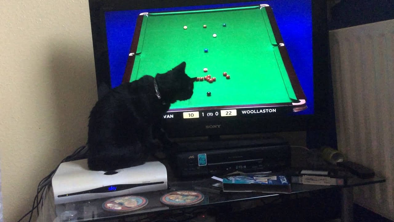 My cat watching Snooker on TV trying to play with the balls. - YouTube