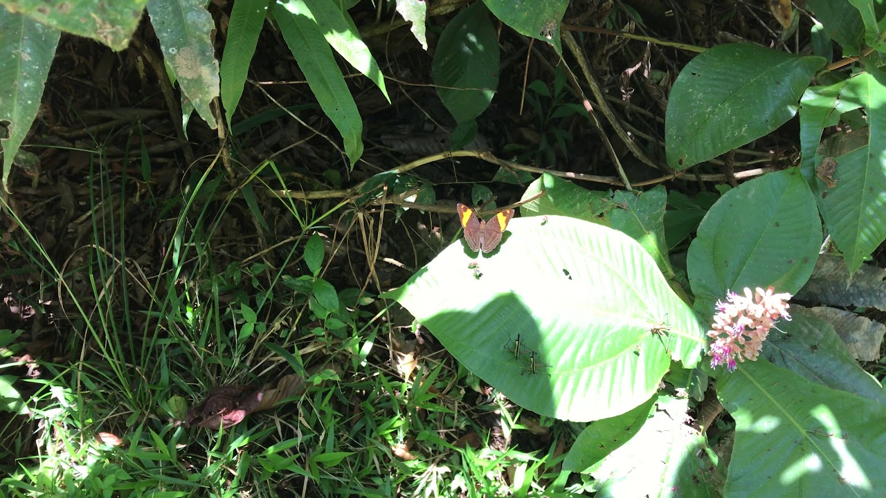 ボレアスアメリカイチモンジAdelpha boreas 2019/10/26 Ticary Lodge Track 850m ...