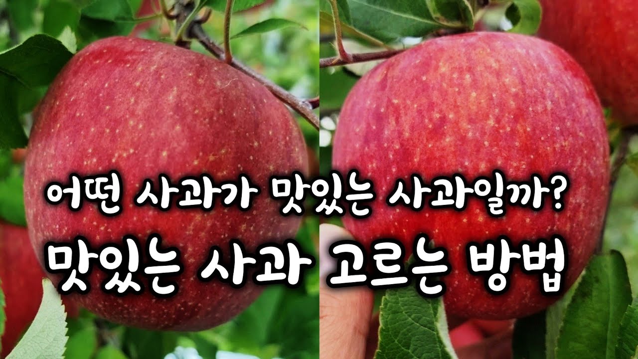 이런 사과 고르면 실패없습니다 맛있는 사과 고르는 방법 후지 부사 Youtube