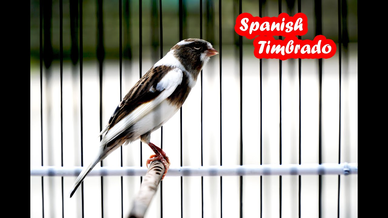 Spanish Timbrado canary singing 90 Points of Canary Powerful Training ...