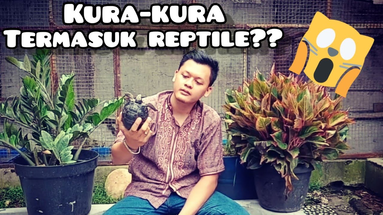 MENGENALI JENIS-JENIS REPTILE - YouTube