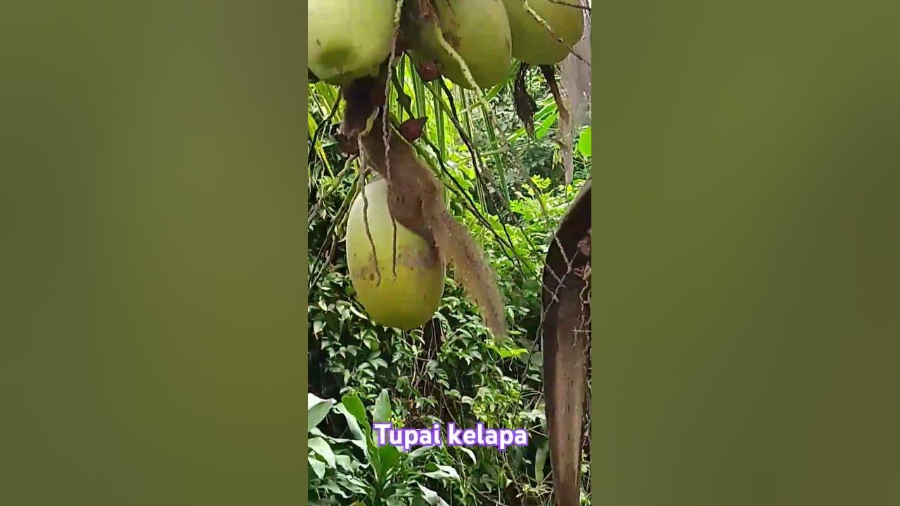 Ngintip tupai kelapa - YouTube