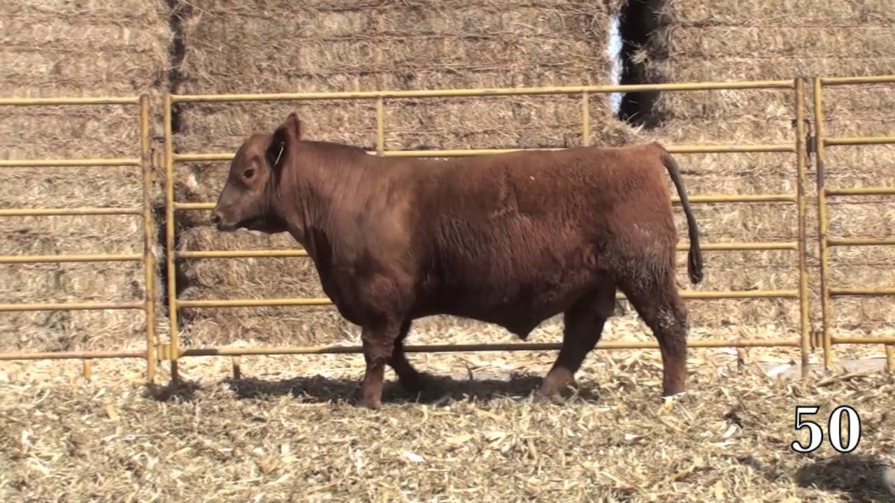 Beckton Red Angus 2014 Sale Lot 050 - YouTube