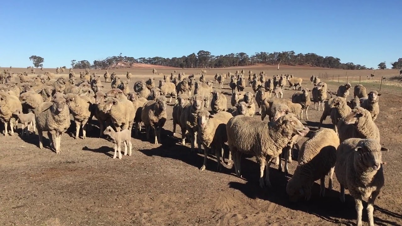 Outback Sheep - Royalty Free Stock Footage - YouTube