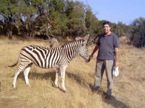 The Elephant Sanctuary - Friendly Zebra - YouTube