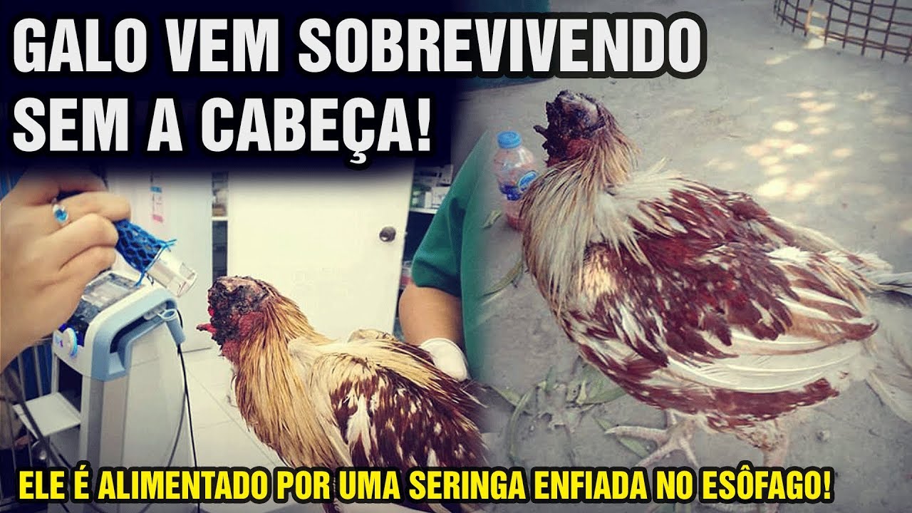 VEJA VÍDEO do Galo que Sobrevive Sem Cabeça na Tailândia + História do ...