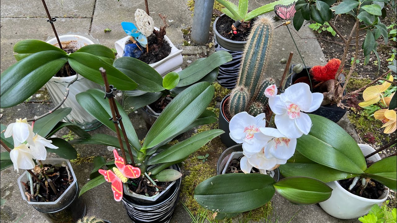 Si ti ushqeni Lulet e Dhomës ,te gjitha Llojet e Luleve🥰🥰 - YouTube