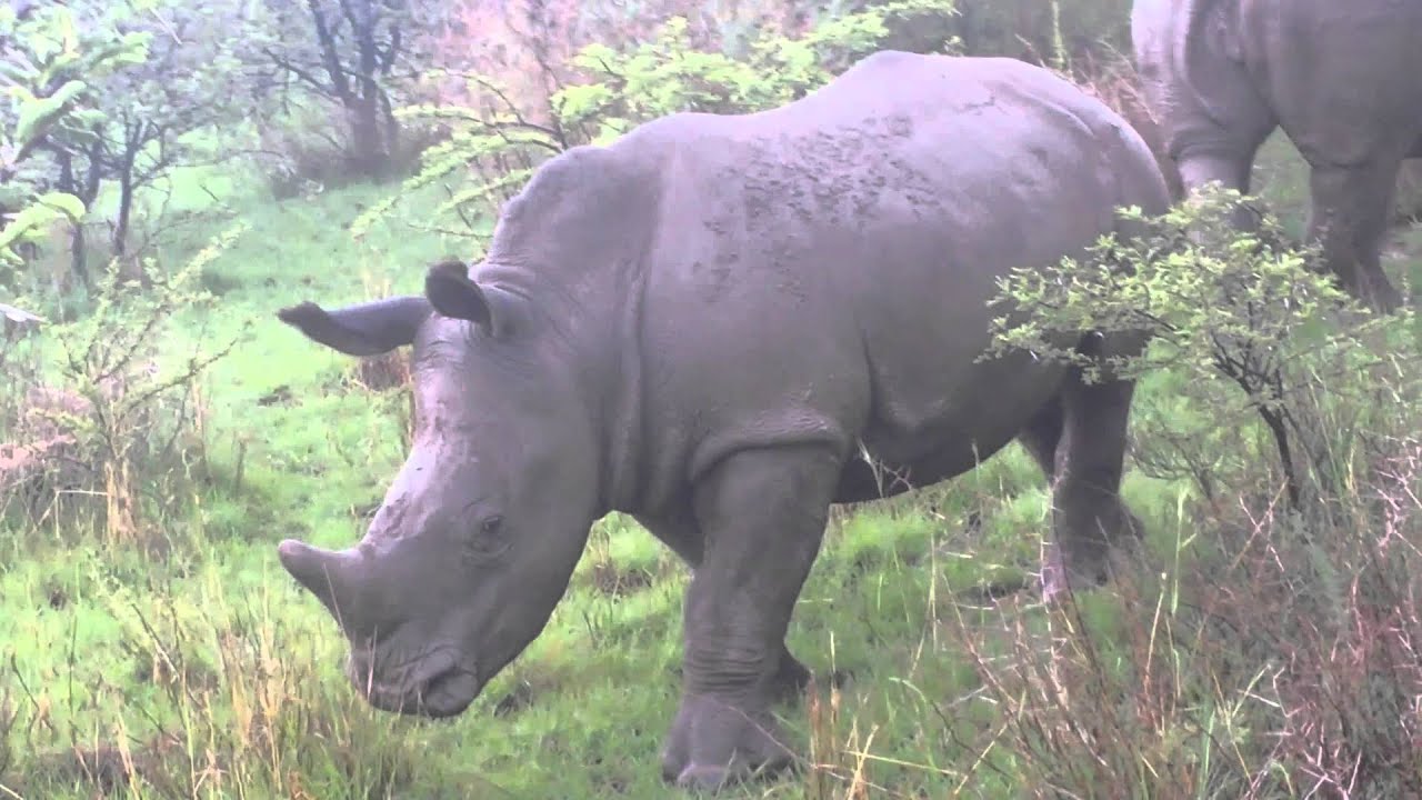 I pet a wild White Rhino - YouTube