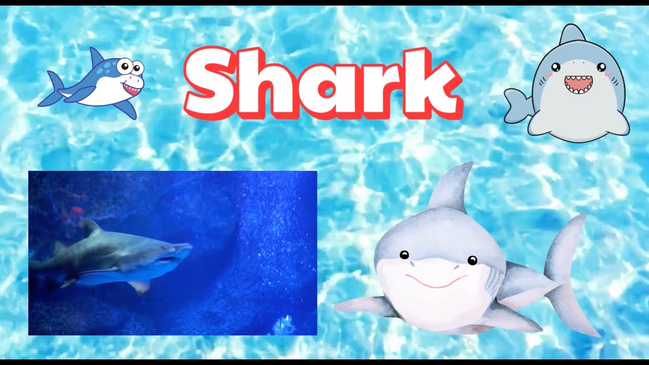 Sea Animals Song | Rock and Roll Sea Creatures| Fast Song for Toddlers ...