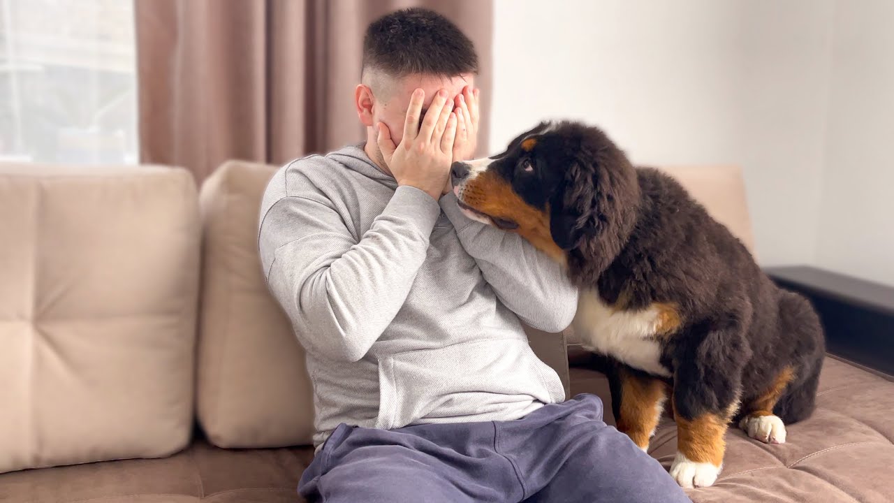Bernese Mountain Dog Puppy Reaction to me Crying - PRANK - YouTube