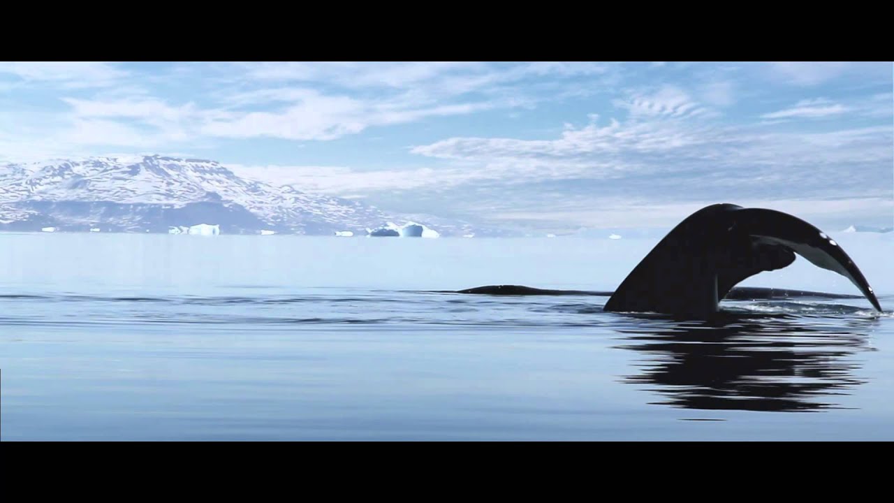 Princess Cruises - Whales - YouTube