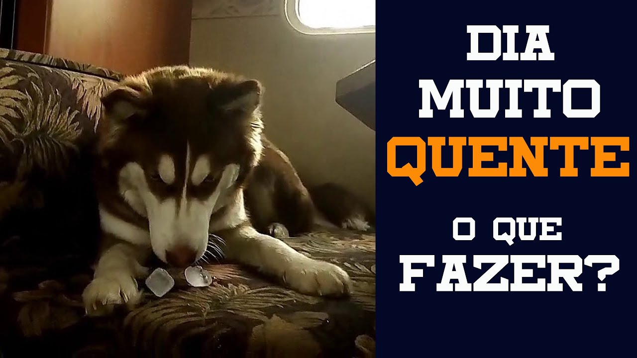 DICA para o Calor | Husky Siberiano - YouTube