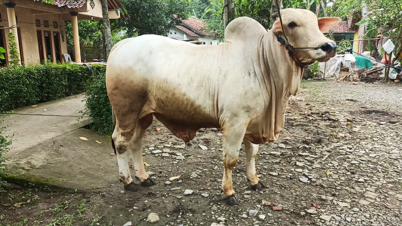 TEJO SAPI PERANAKAN ONGOLE (PO) | KUALITAS SAPI PO KEBUMEN - YouTube