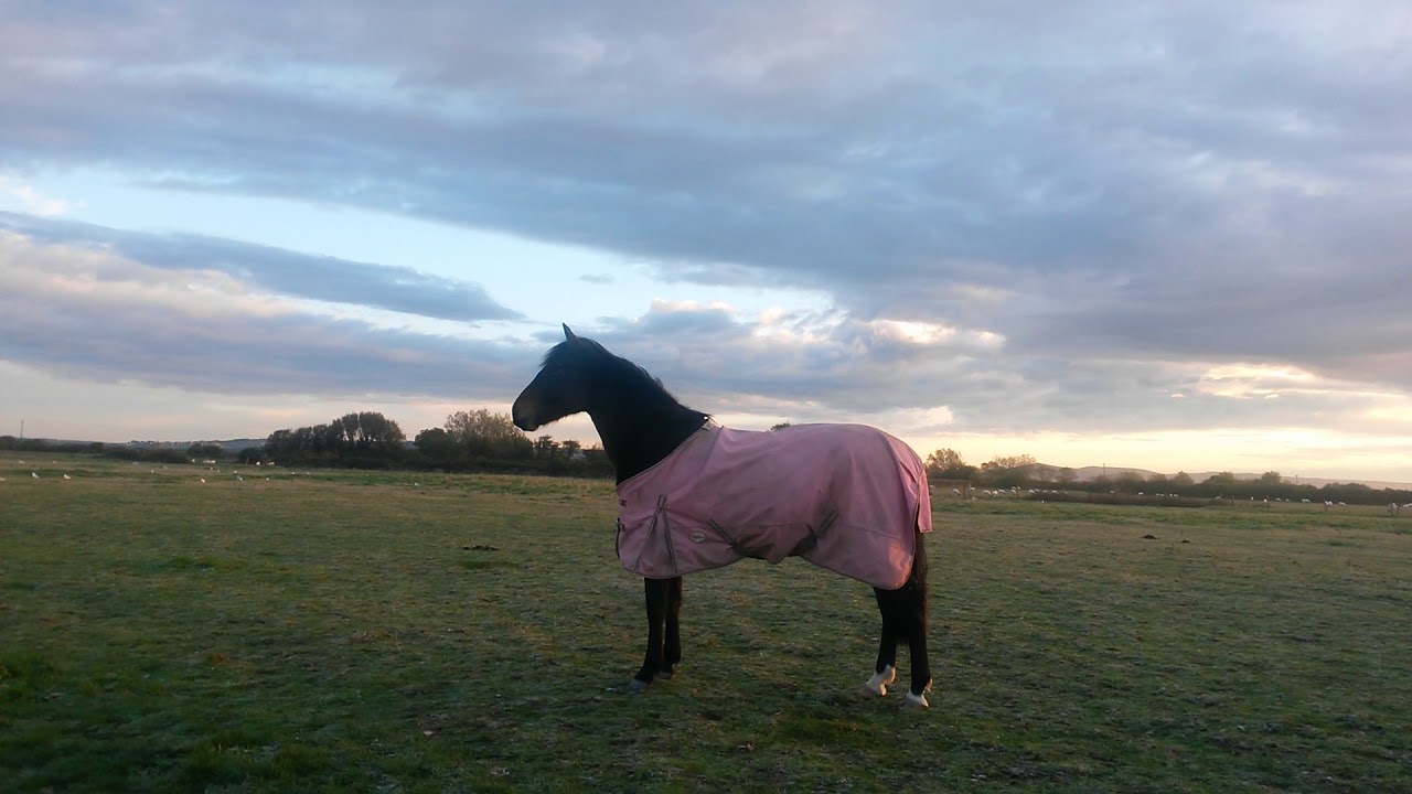 Teddie's Neigh 😍 - YouTube