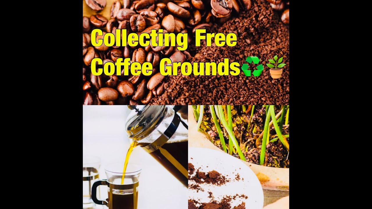 Collecting Free Coffee Grounds♻️ | E16 #coffeegrounds #gardeningtips # ...