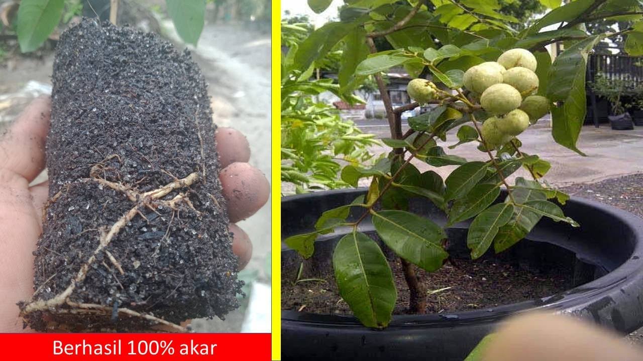 Lihat Cara Ini Agar Stek Pohon Kelengkeng Berhasil Tumbuh Akar - YouTube