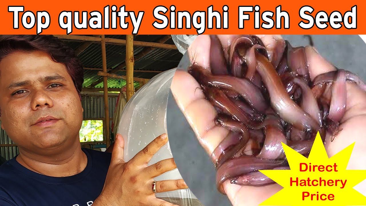 Top quality Singhi Fish Seed for Biofloc and Ras Fish Culture with low ...