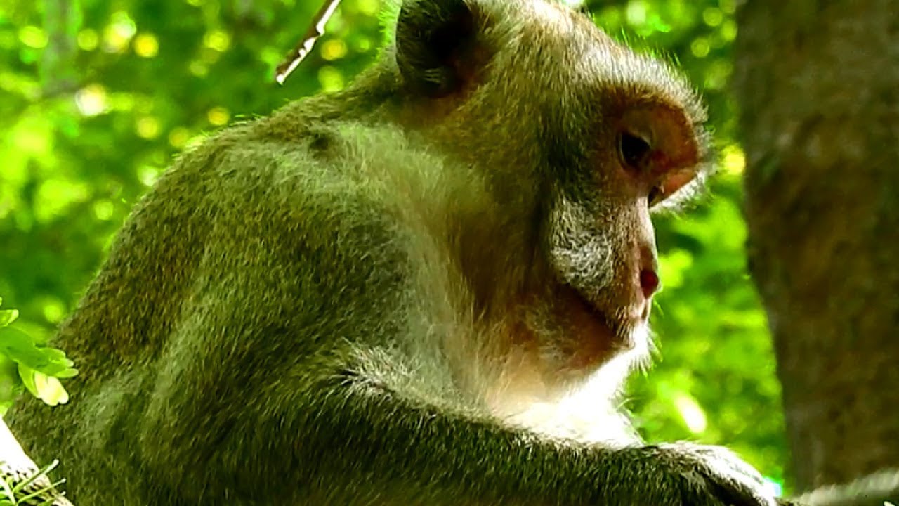 Mommy Monkey Jane Feel anxious On Tree, What Happening? - YouTube