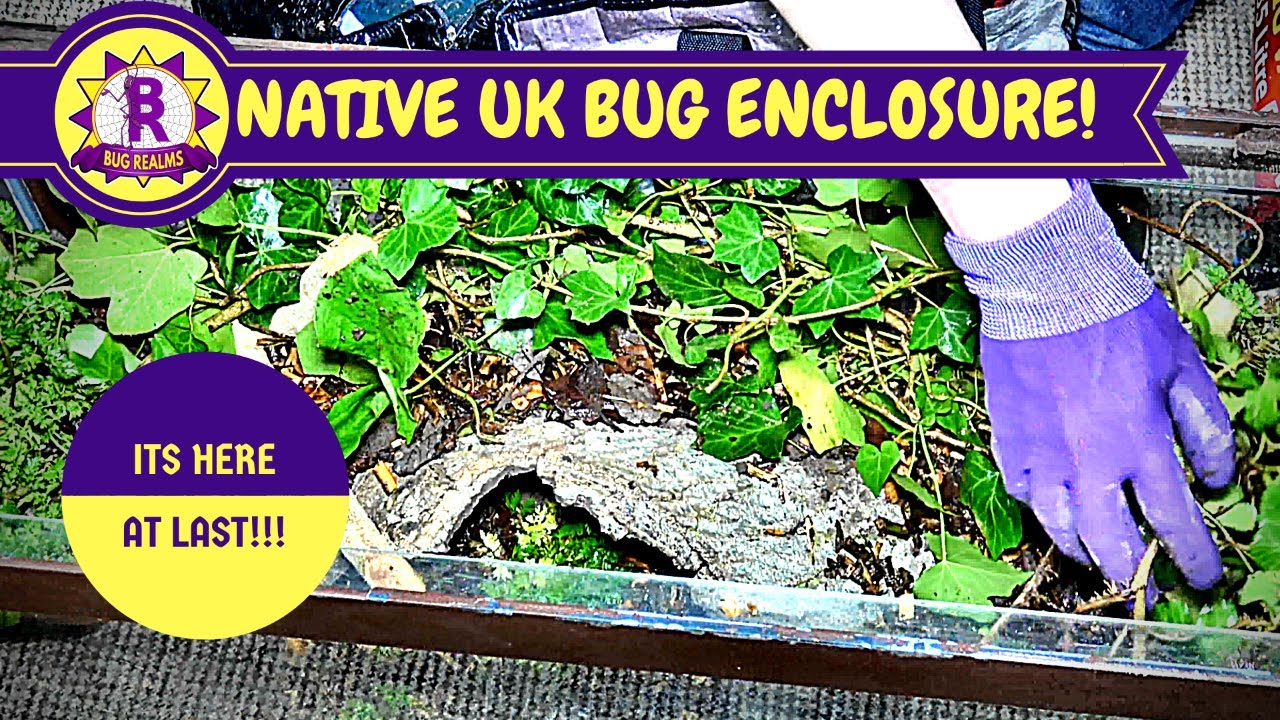 NATIVE UK BUG ENCLOSURE IS FINALLY HERE! - YouTube