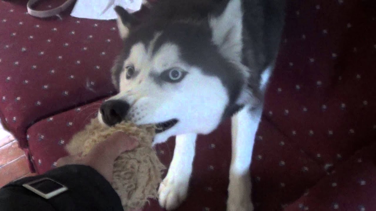 Crazy Husky Puppy in the Morning - YouTube