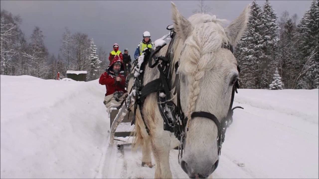 Hest-og hovslagerfaget 2015/2016, Skjetlein VGS - YouTube