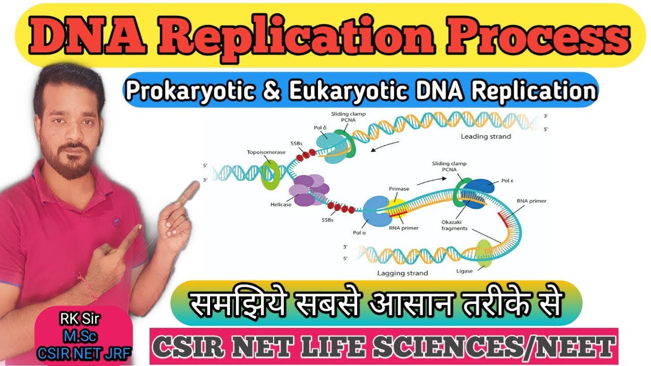 DNA replication in Hindi | Prokaryotic & Eukaryotic DNA Replication ...