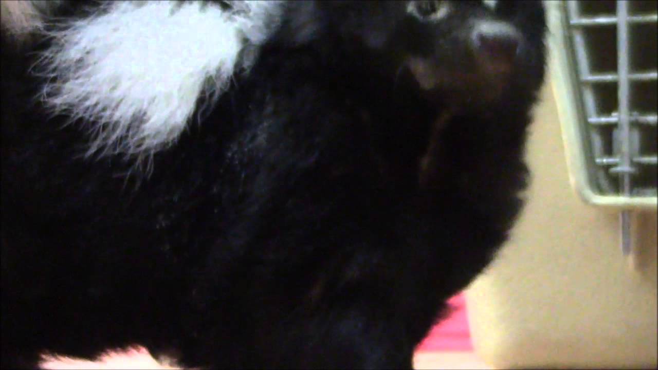 Sebastian Skunk, Stomping for the Camera Nature's Nursery - YouTube