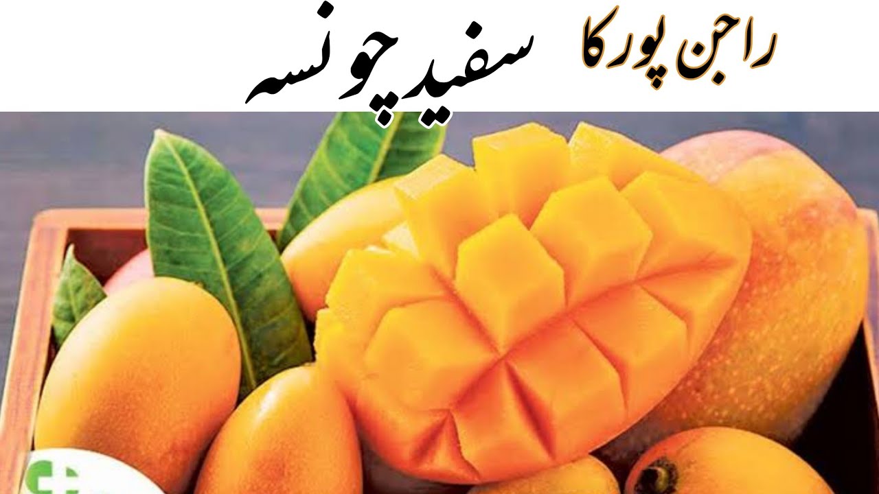 Mango White Chonsa, سرائیکی وسیب کا تحفہ سفید چونسہ آم - YouTube