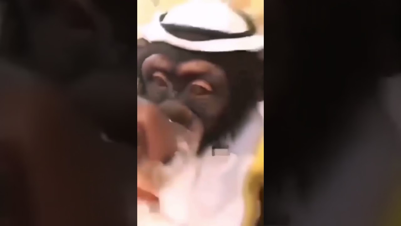 Arab monkey - YouTube