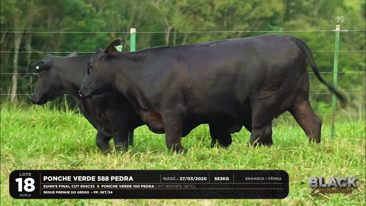 LOTE 18 DUPLA PONCHE VERDE 366 MADRI, PONCHE VERDE 588 PEDRA - YouTube