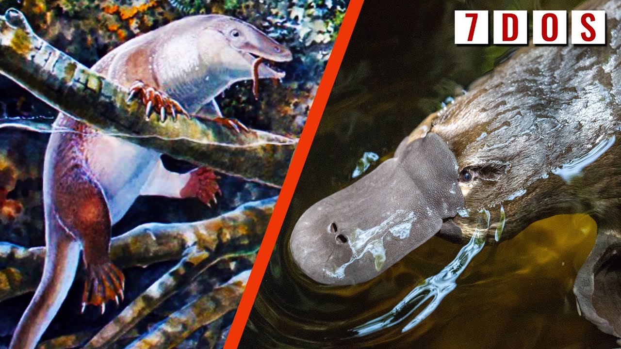 Prehistoric Platypus Ancestor Discovered in Australia | 7 Days of ...